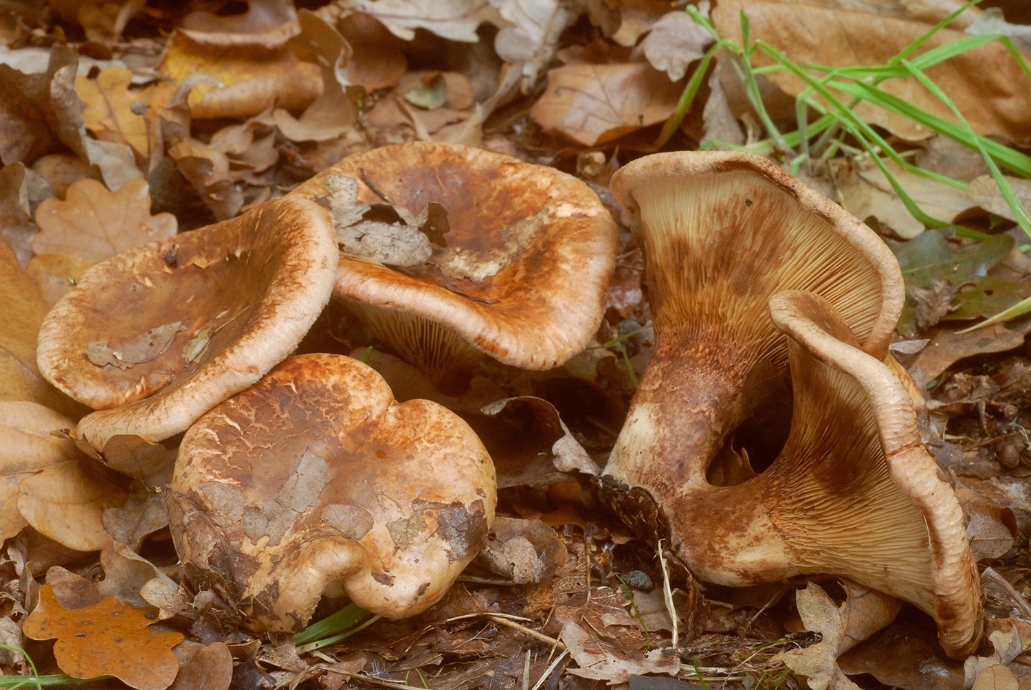 Paxillus-sp-_DSC0023-(1)-mm - Société Mycologique de France